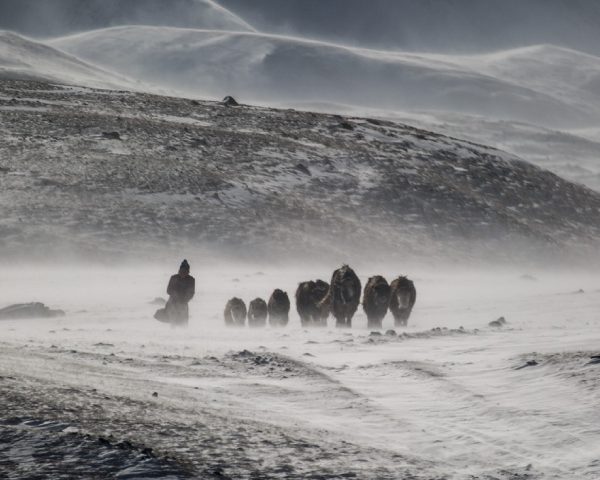 Mongolian Nomads' Migration - Eternal Landscapes Mongolia
