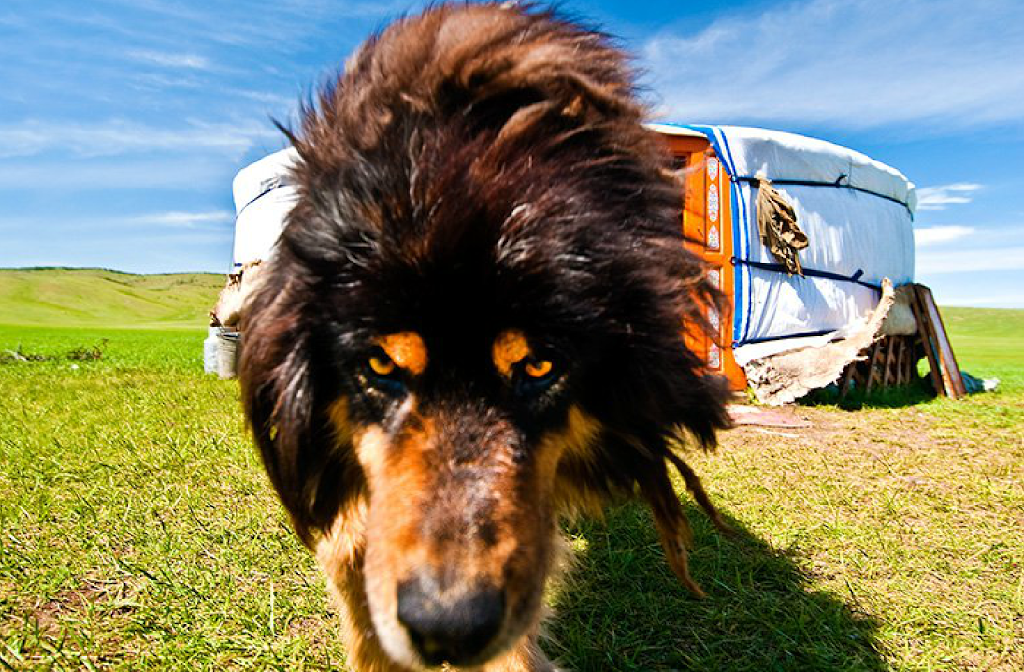 Mongolian Mountain Dog