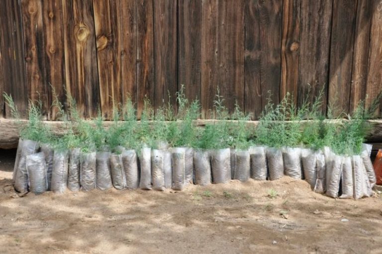 Tree Planting Projects In Mongolia