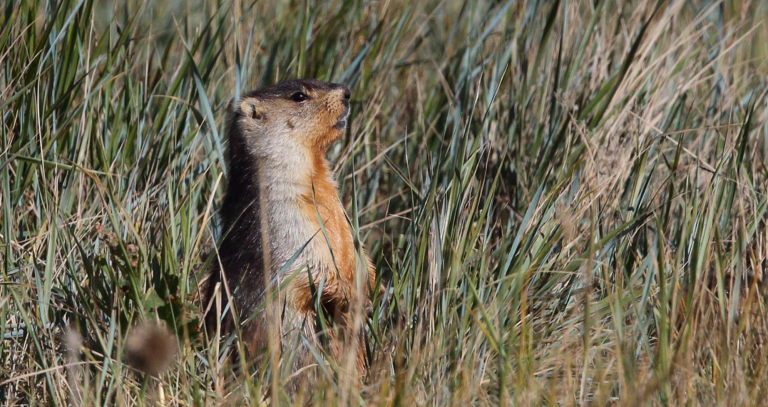 Tarbagan Marmot Mongolia Eternal Landscapes Mongolia