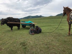 Yak cart trek Mongolia - Eternal Landscapes Mongolia - Travel & Tour Agency