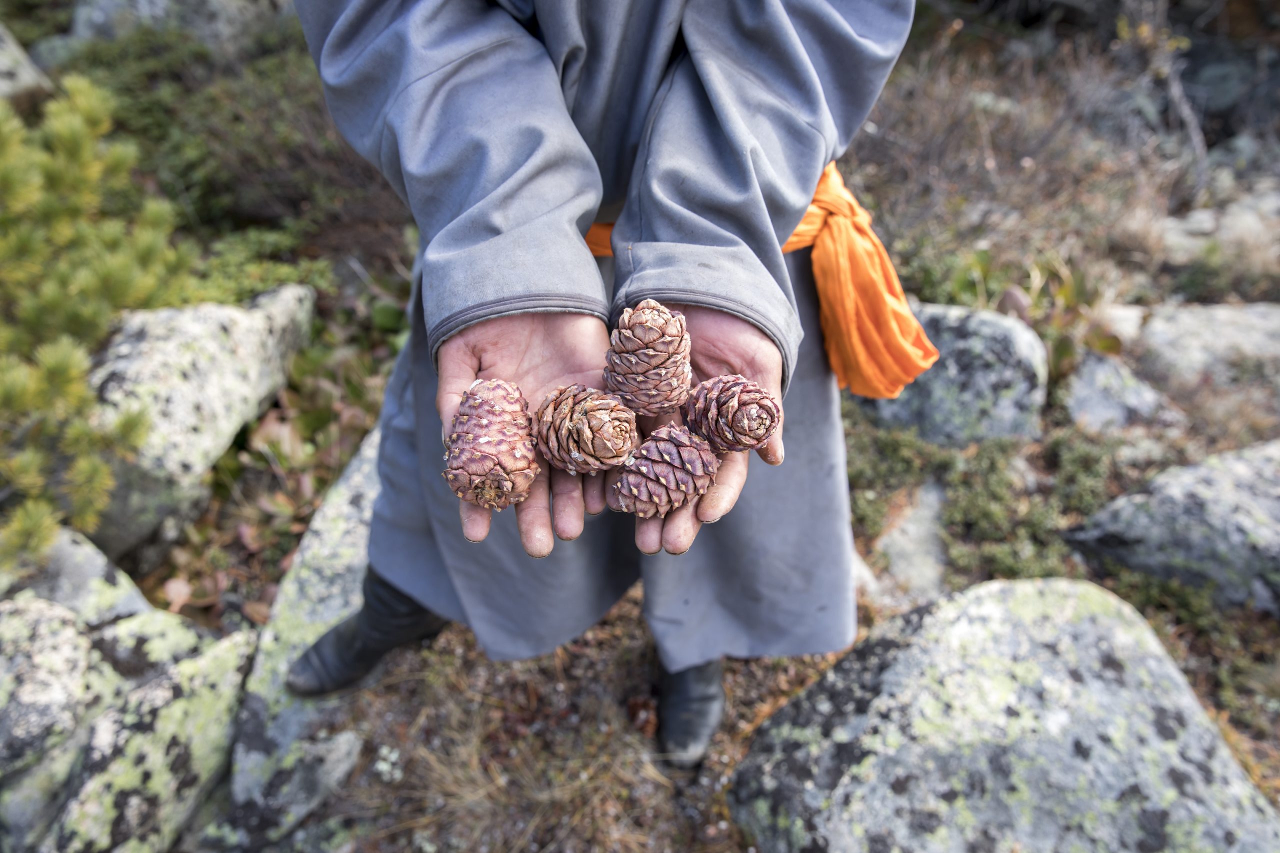 Collecting pine cones Mongolia - Eternal Landscapes Mongolia - Travel ...