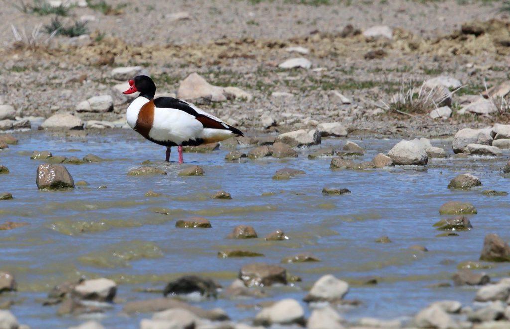Birds Of Mongolia - Mongolian Birds - Eternal Landscapes Mongolia ...