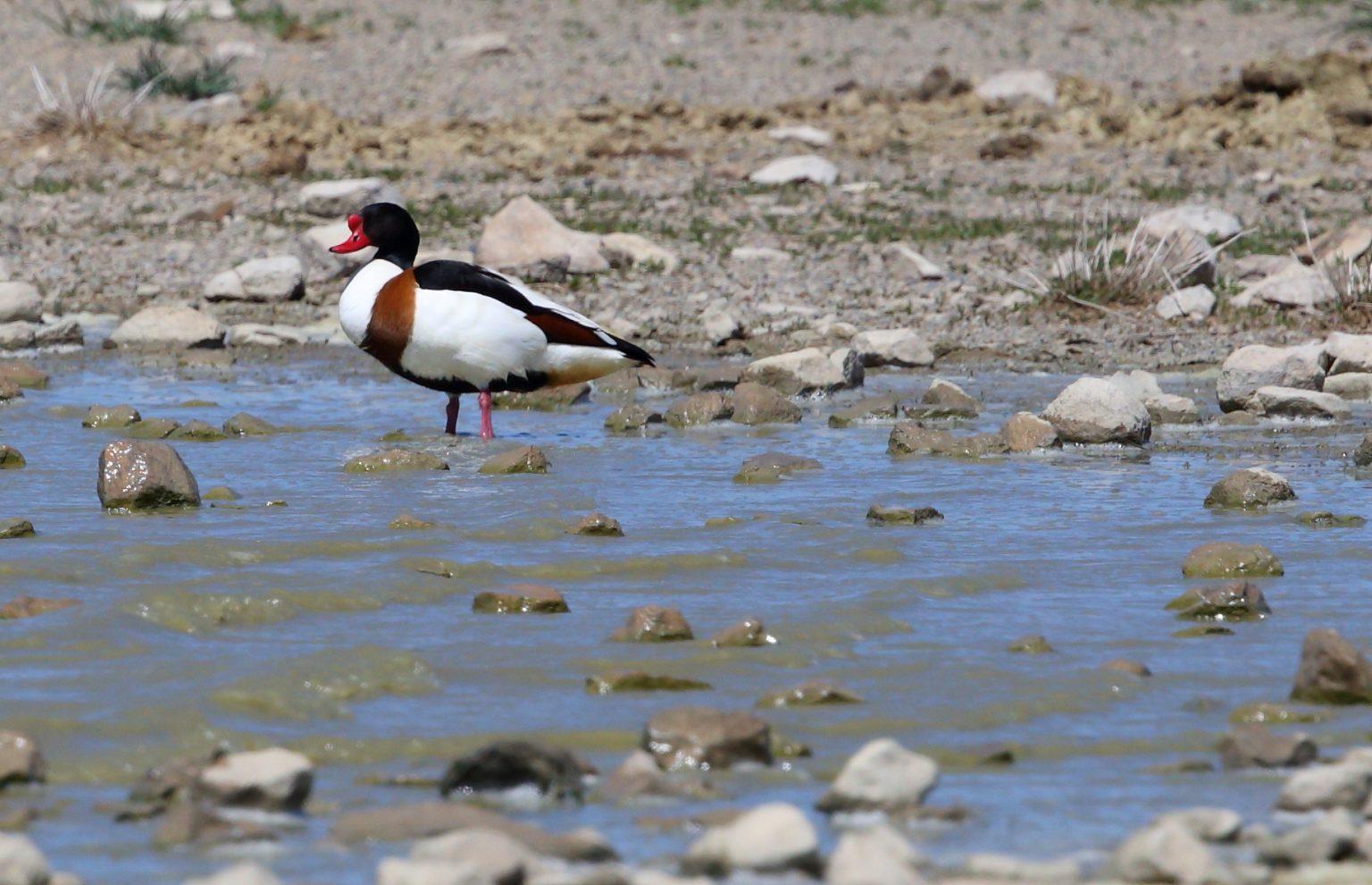 Birds Of Mongolia - Mongolian Birds - Eternal Landscapes Mongolia ...
