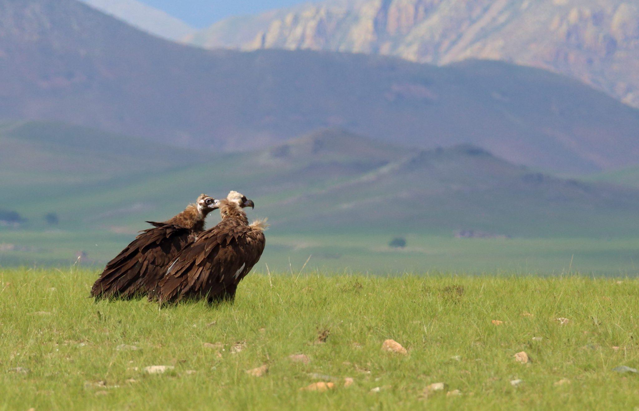 Mongolia’s Wildlife: Icons of the Landscape